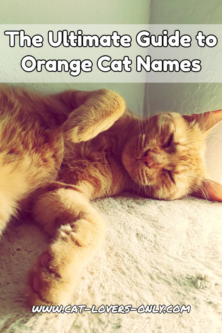 Orange Cat Names: The Ultimate Guide to Naming Your Ginger Kitty